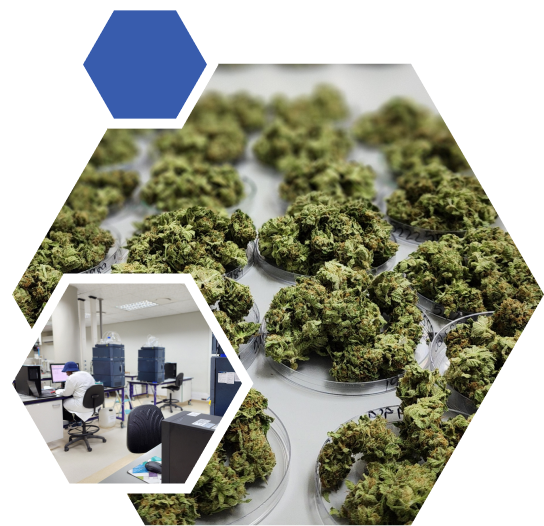 Cannabinoids - LuCan Labs